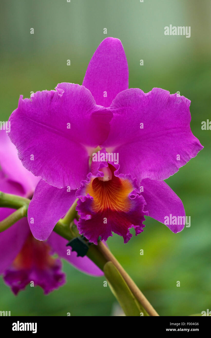 Cattleya orchid (Cattleya), flower Stock Photo - Alamy