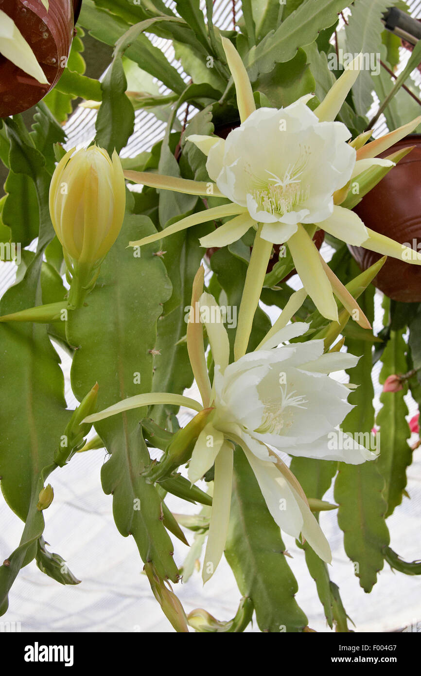 Epiphyllum hybrid (Epiphyllum-Hybride), blooming Stock Photo - Alamy