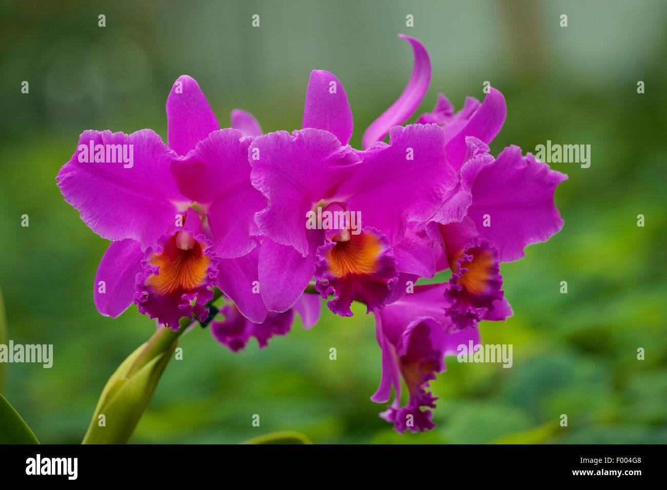Cattleya orchid (Cattleya), flower Stock Photo - Alamy