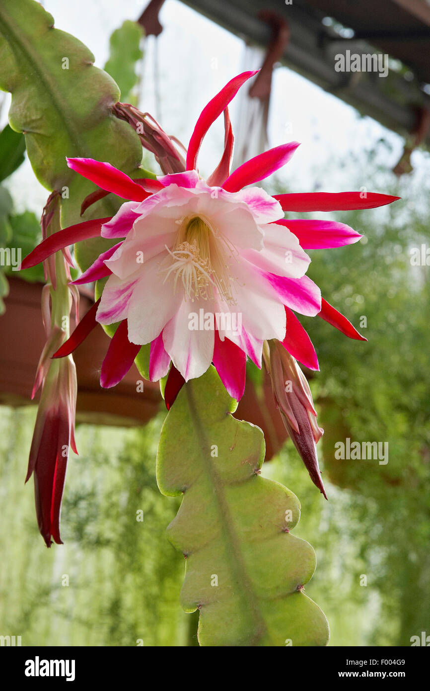 Epiphyllum hybrid (Epiphyllum-Hybride), blooming Stock Photo - Alamy