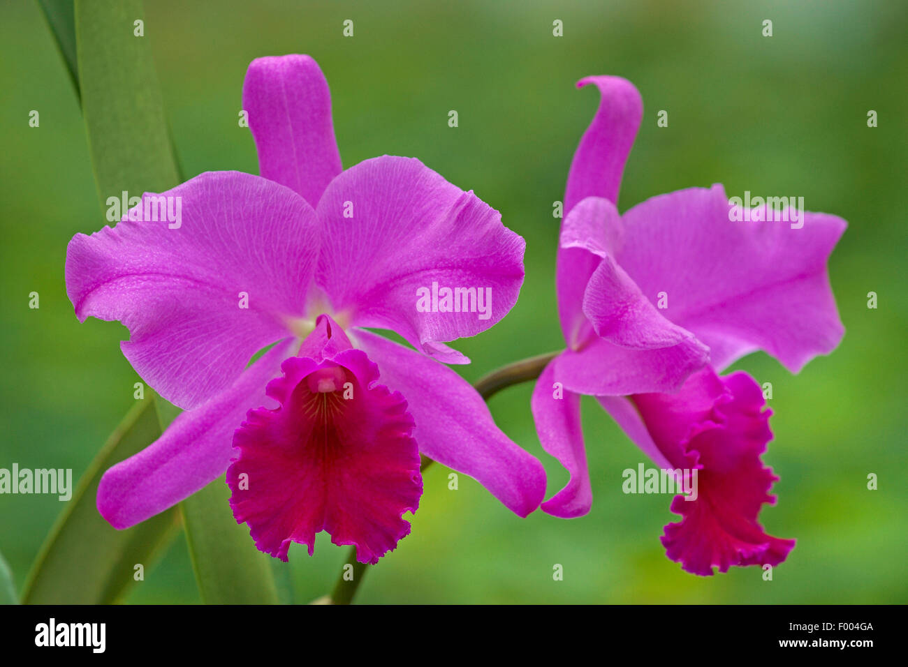 Cattleya orchid (Cattleya), flower Stock Photo - Alamy