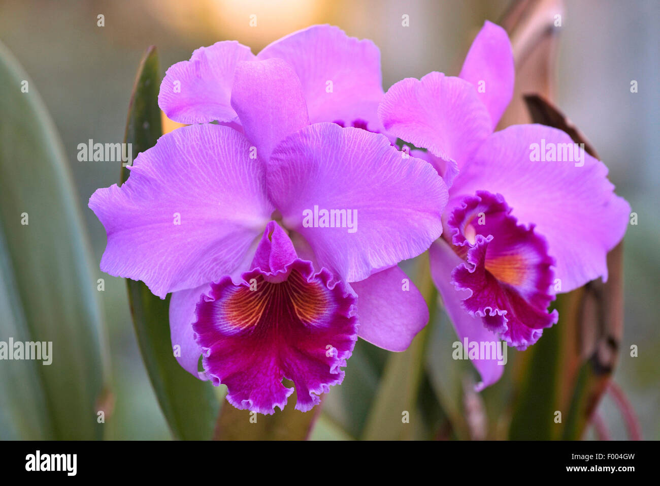 Cattleya hybrid (Cattleya ), flowers Stock Photo - Alamy