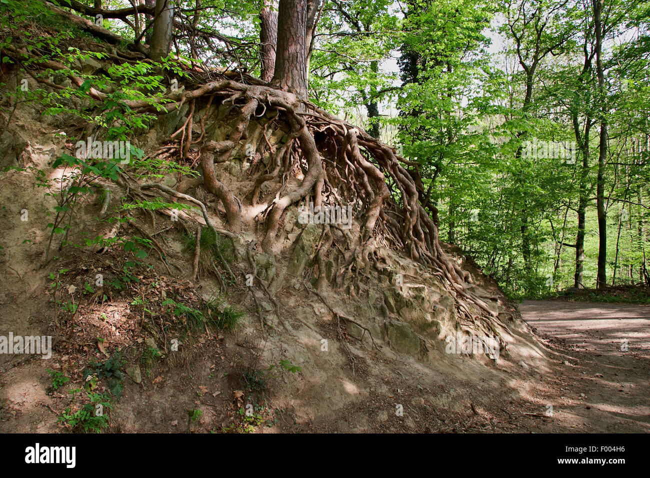 Scotch pine, Scots pine (Pinus sylvestris), root plate, Germany, North ...