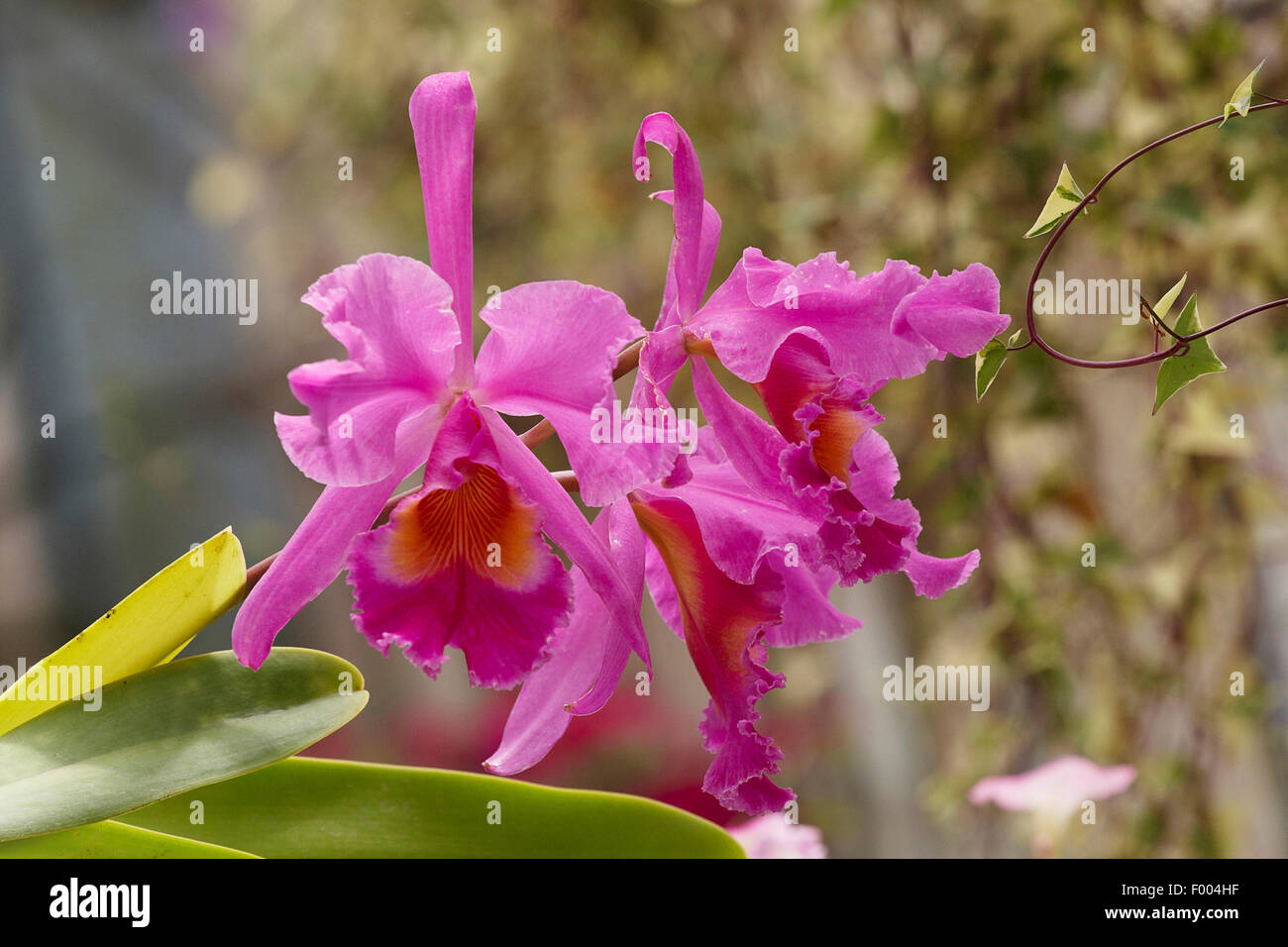 Cattleya orchid (Cattleya Comet, Cattleya 'Comet'), flowers Stock Photo ...