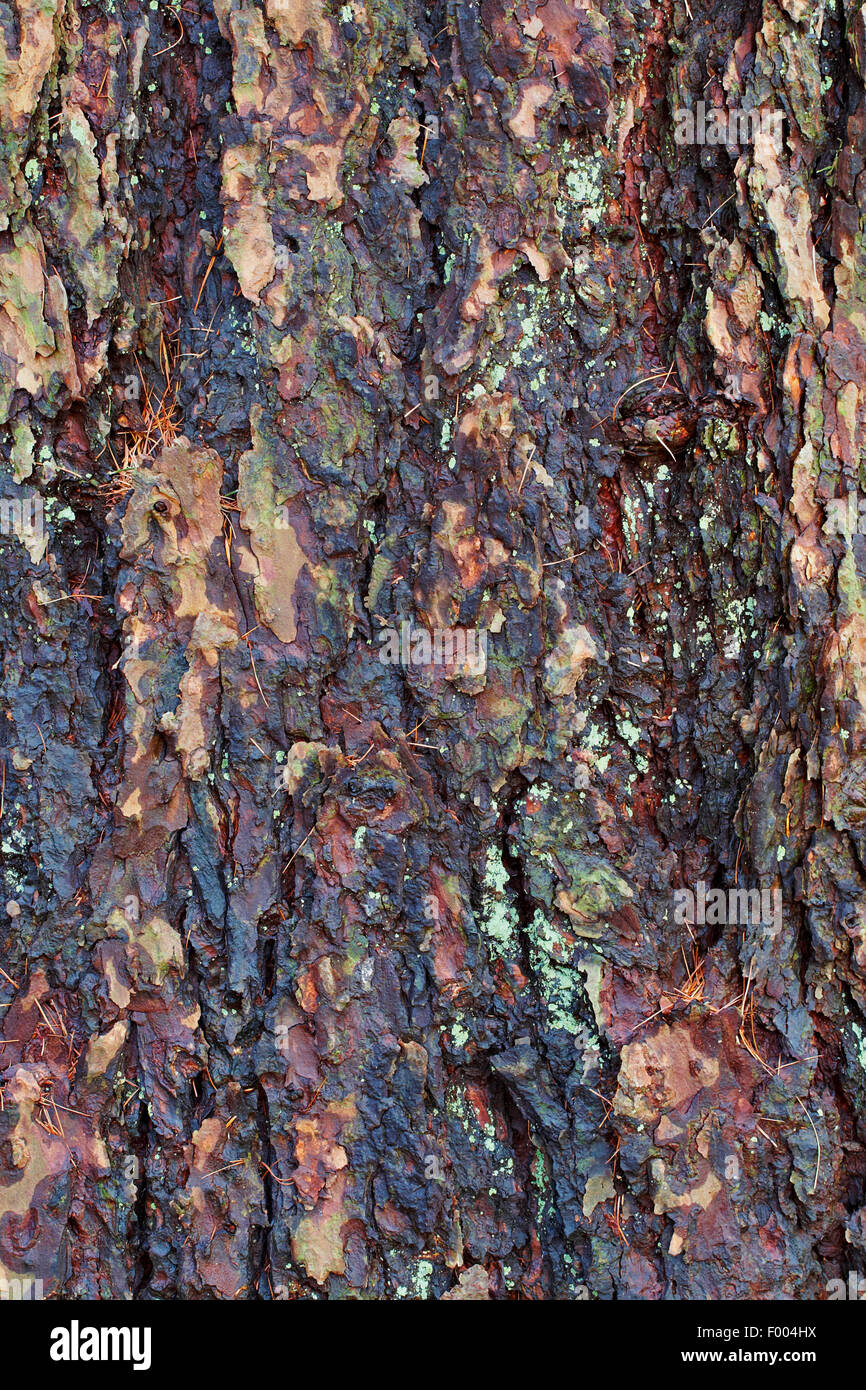 common larch, European larch (Larix decidua, Larix europaea), bark ...