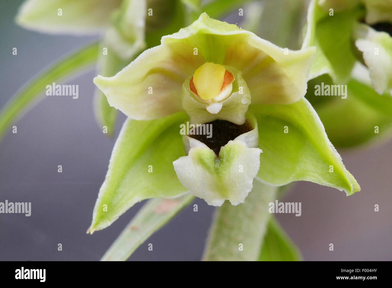 Broad-leaved helleborine, Eastern helleborine (Epipactis helleborine ...