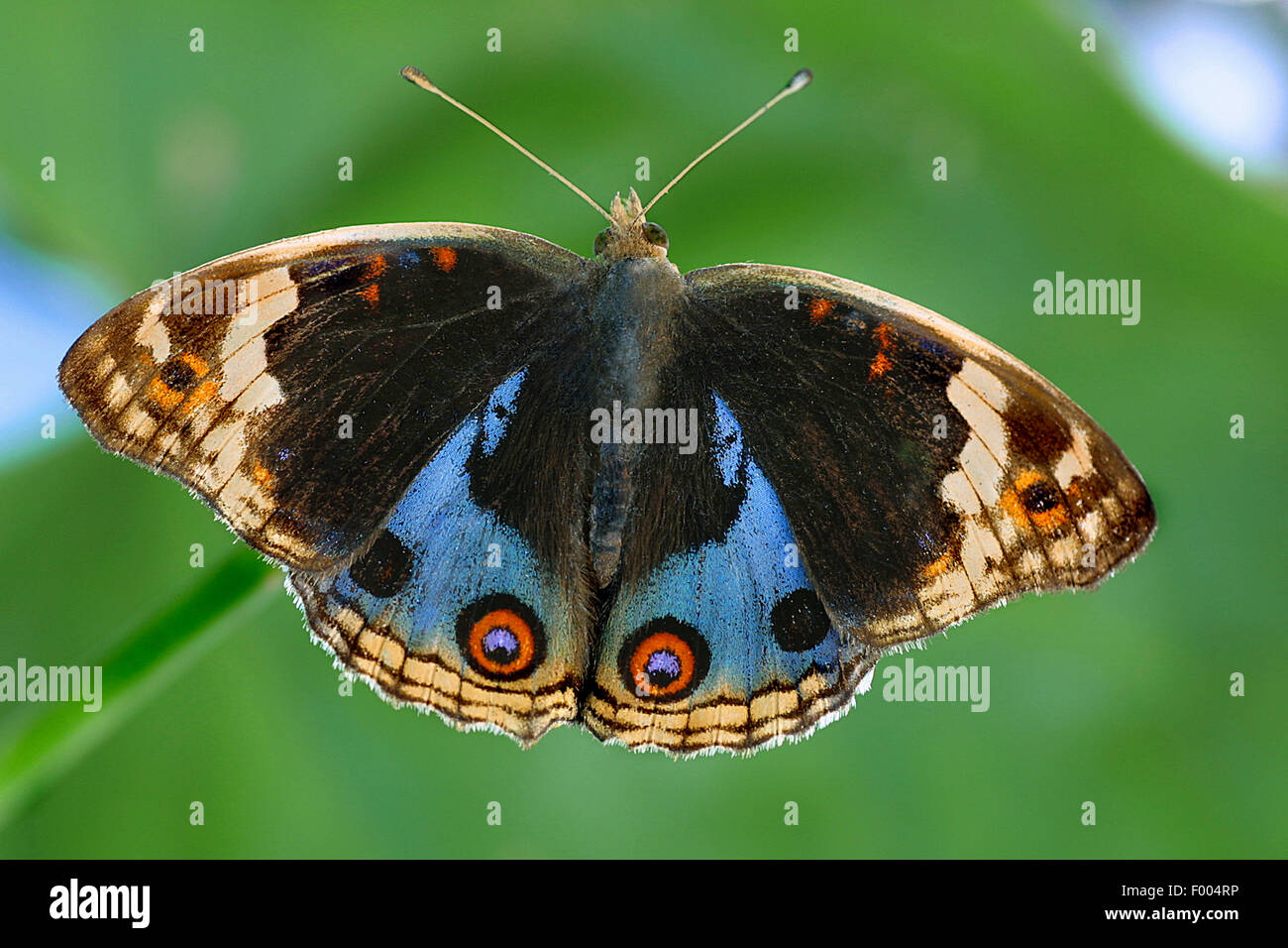 Precis butterfly hi-res stock photography and images - Alamy