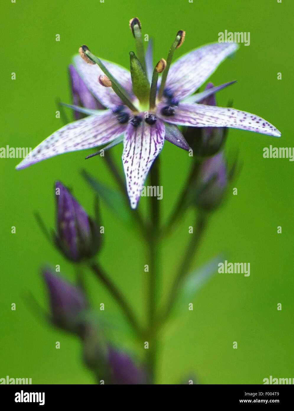 Felwort (Swertia perennis), blooming, Germany, Bavaria, Oberbayern ...