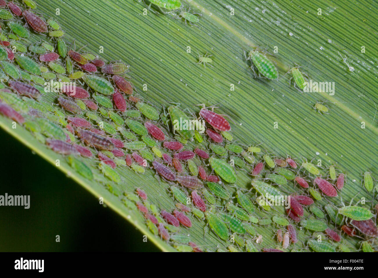 damson-hop aphid, hop aphid (Hyalopterus pruni), colony on a reed leaf ...