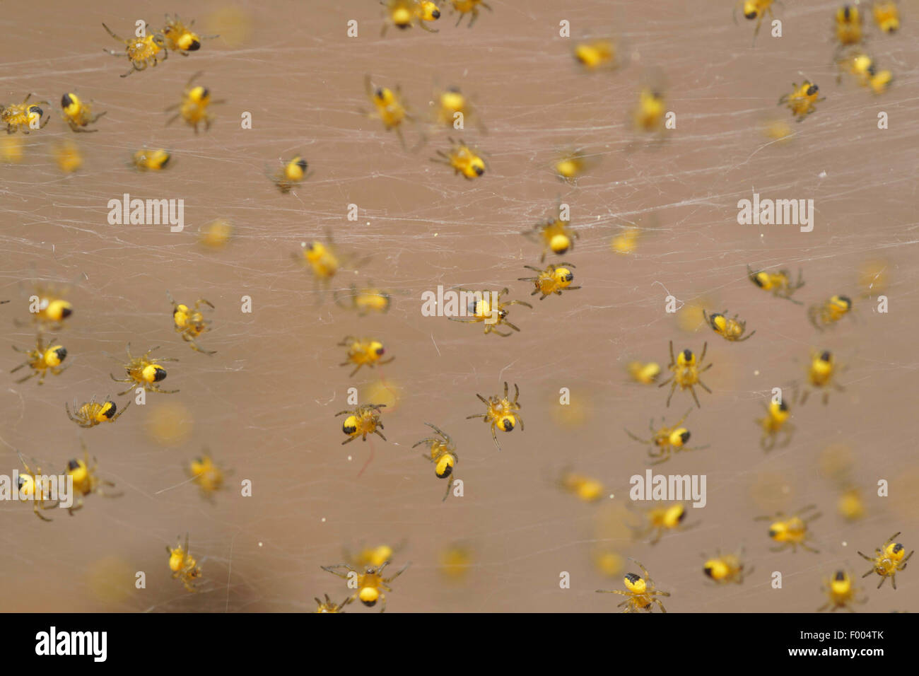 Many young spiders in a web hi-res stock photography and images - Alamy