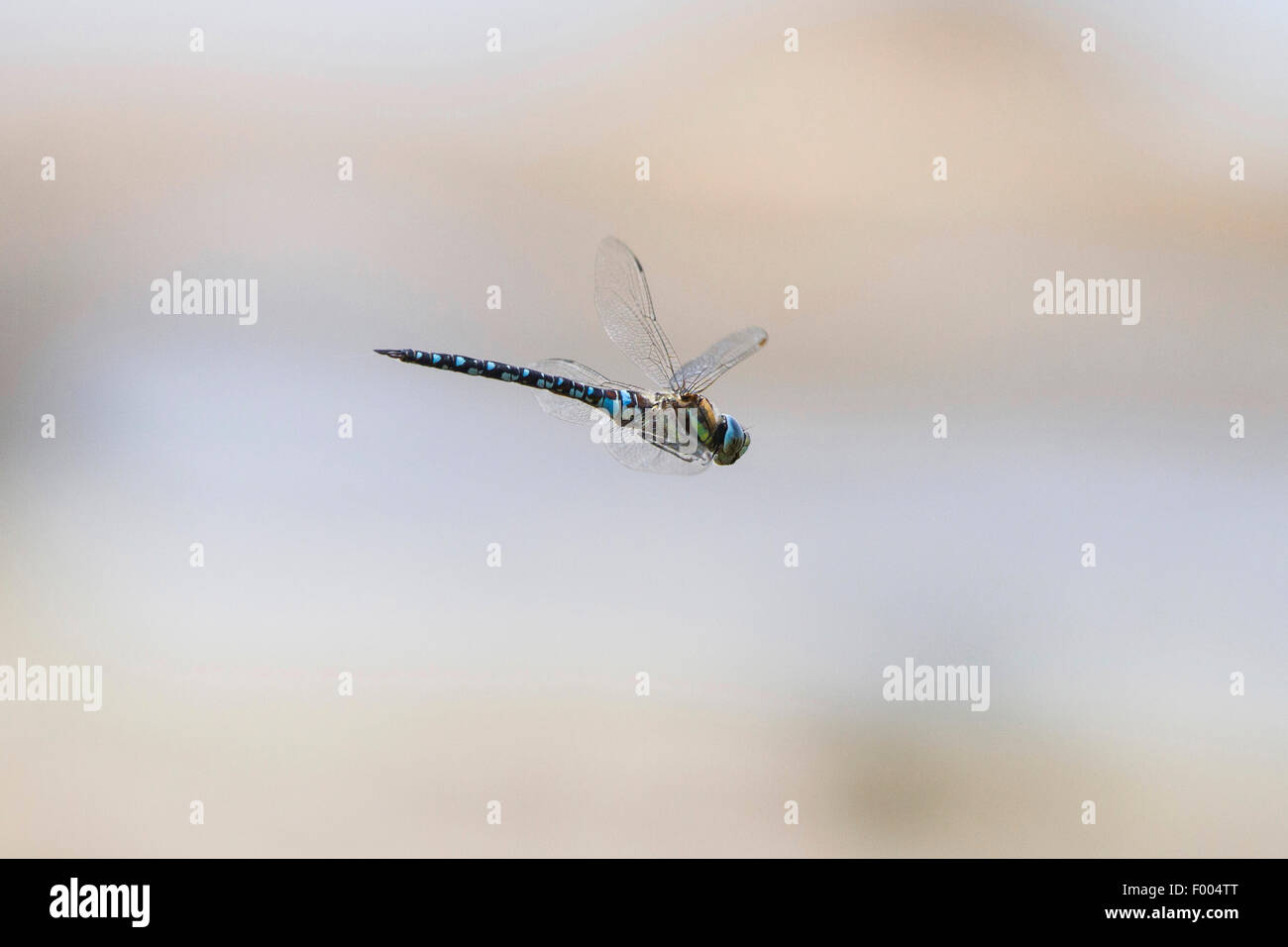blue-green darner, southern aeshna, southern hawker (Aeshna cyanea), in ...