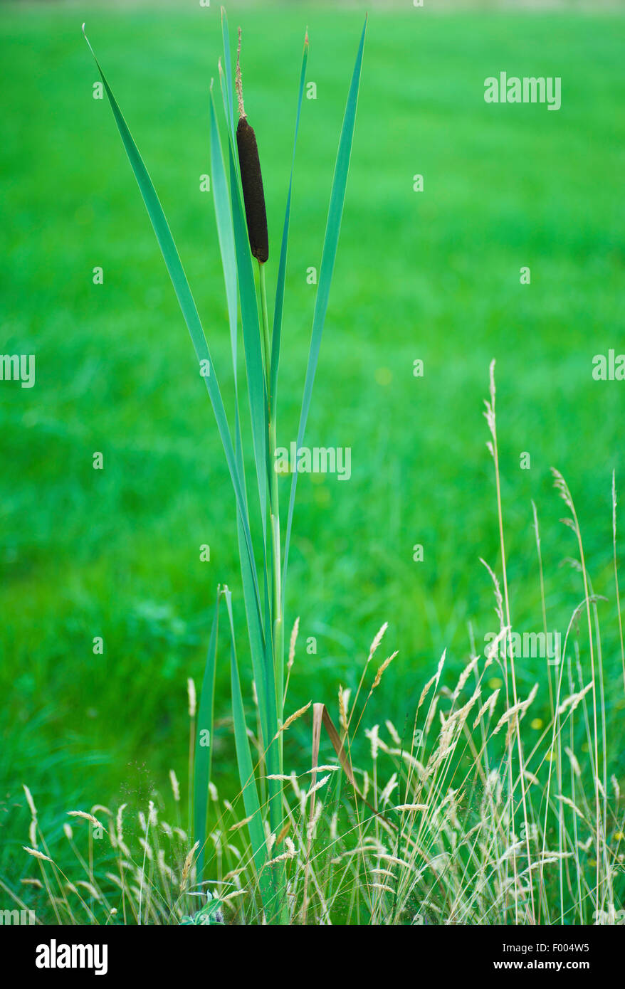 common cattail, broad-leaved cattail, broad-leaved cat's tail, great ...