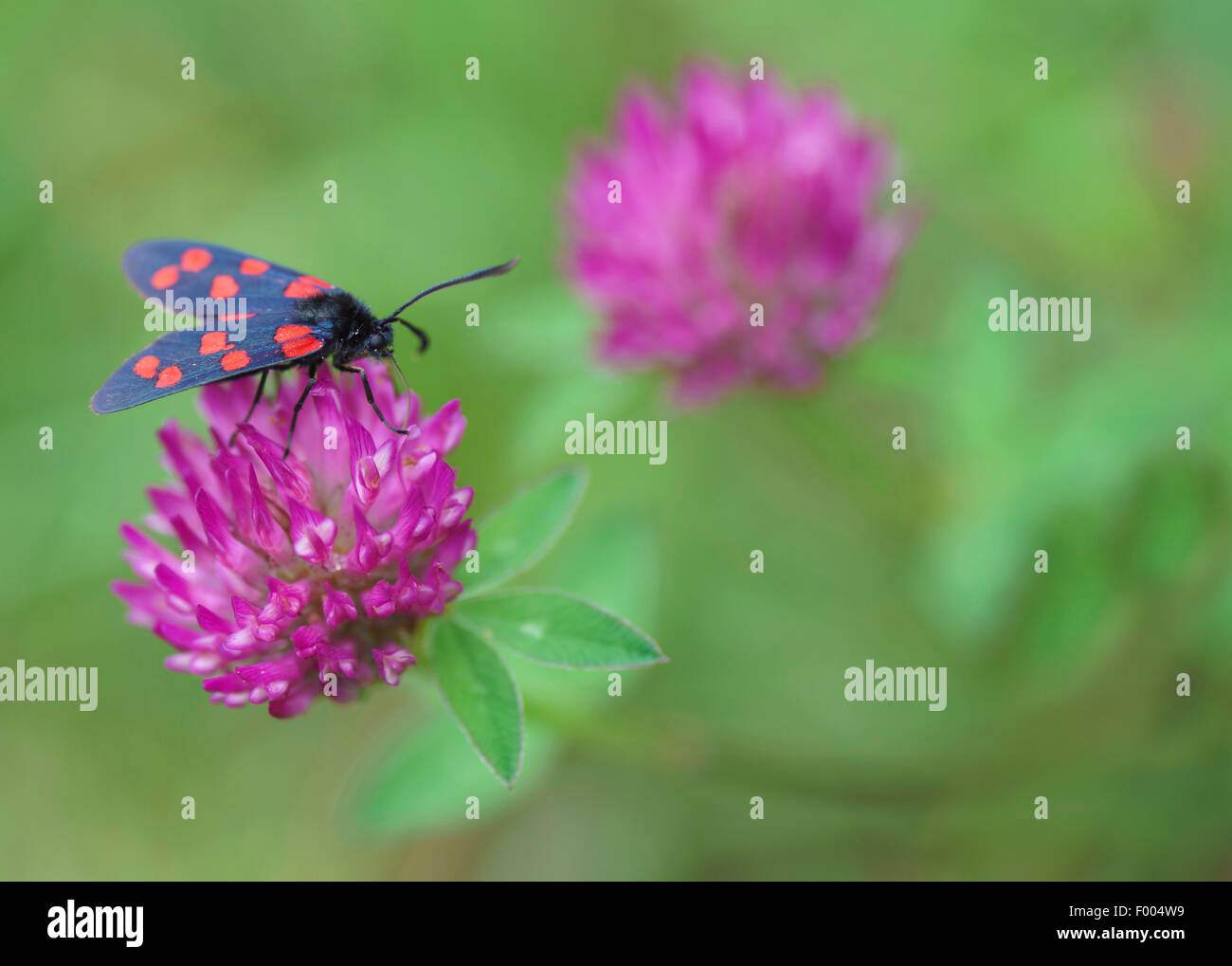 Spotted clover hi-res stock photography and images - Alamy