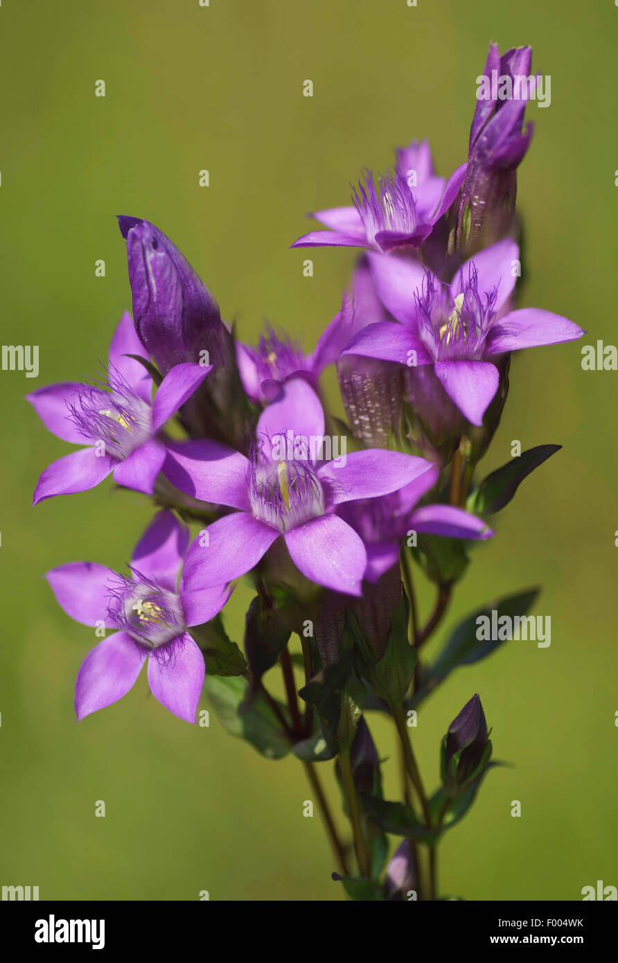 German Gentian, Chiltern Gentian (Gentiana germanica, Gentianella ...