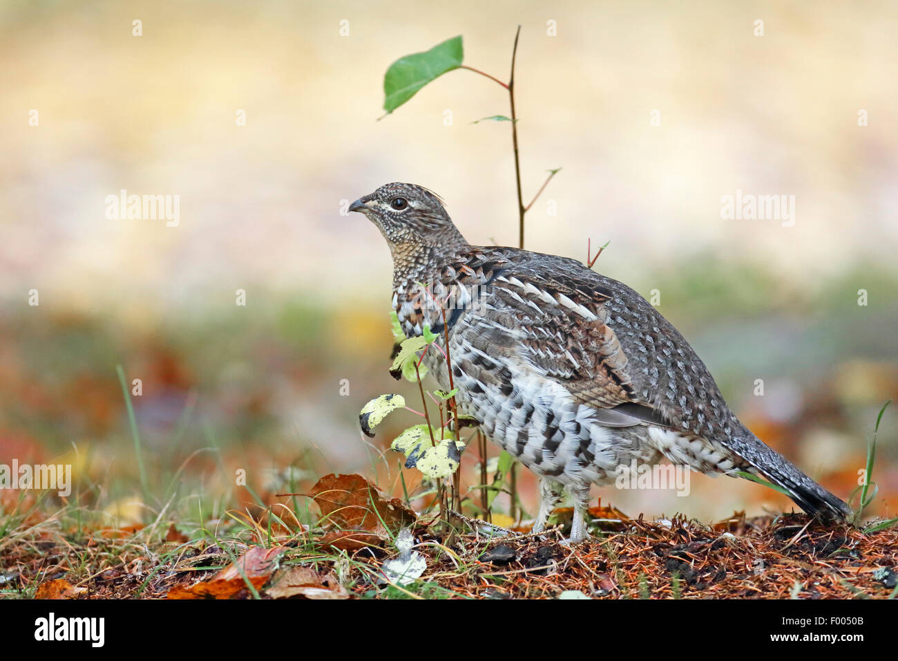 Ruffed grouse (Bonasa umbellus), male stands on the ground, Canada ...