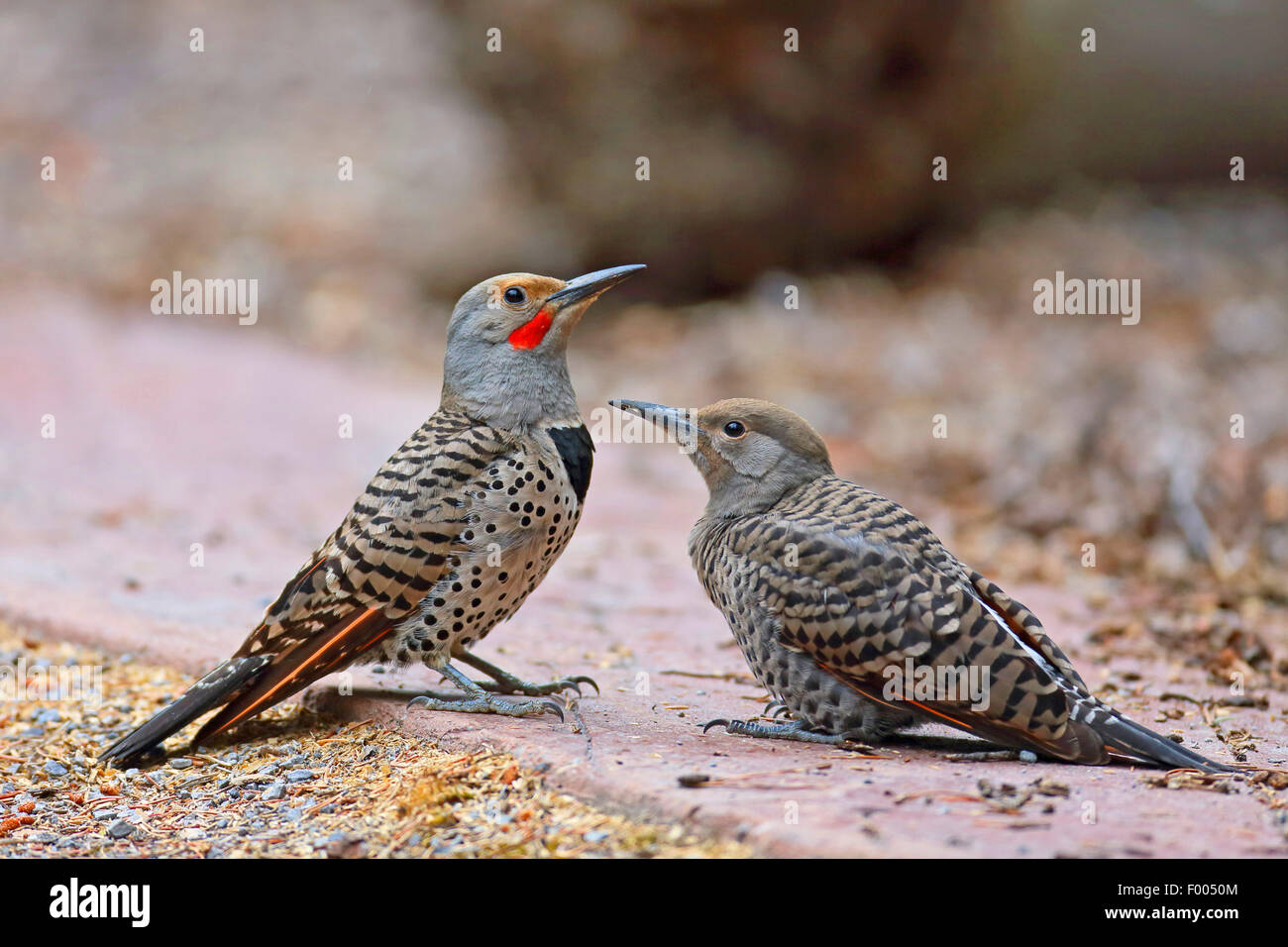 Northern Flicker Female