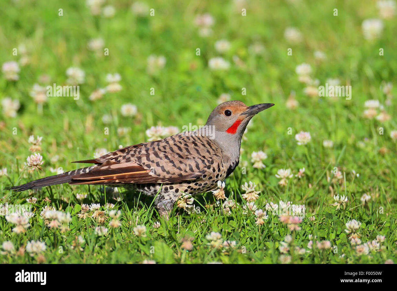 Common flicker (Colaptes auratus), female sits in a meadow, Canada ...