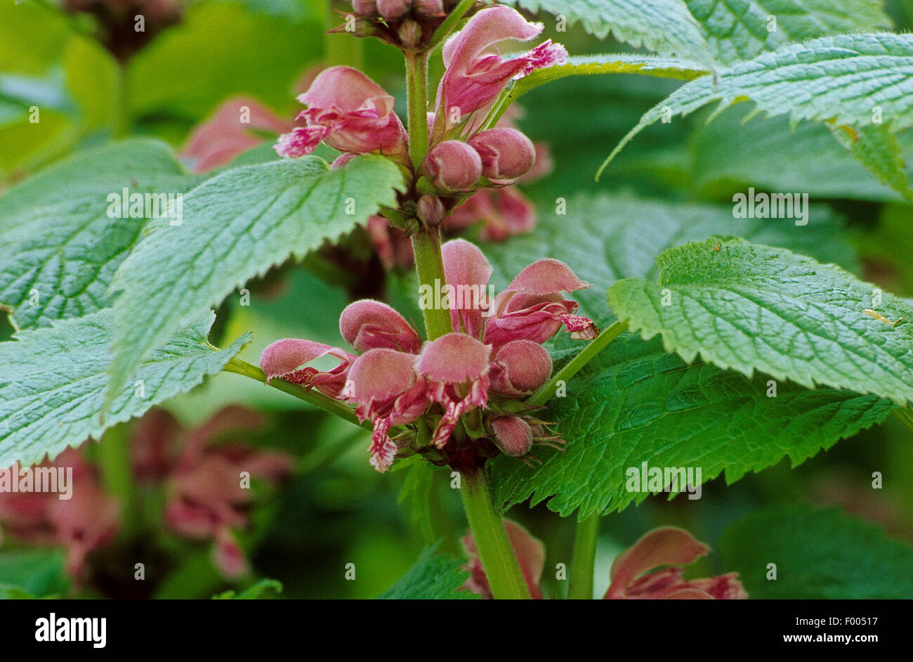 Large Red Dead-Nettle, Large Red Deadnettle (Lamium orvala), blooming ...
