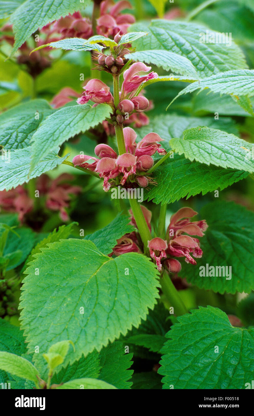 Large Red Dead-Nettle, Large Red Deadnettle (Lamium orvala), blooming ...