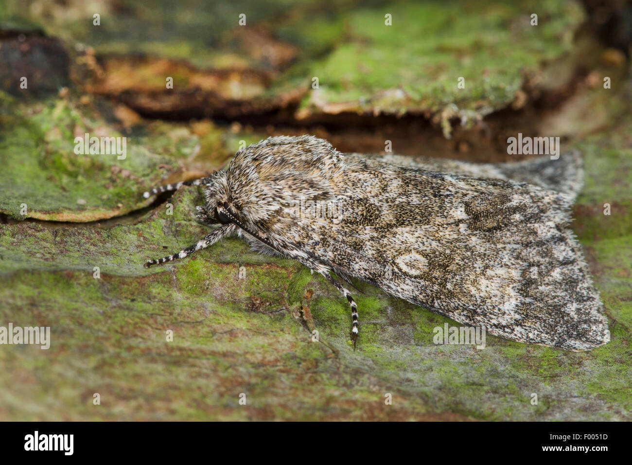 Poplar grey (Acronicta megacephala, Apatele megacephala), on bark ...
