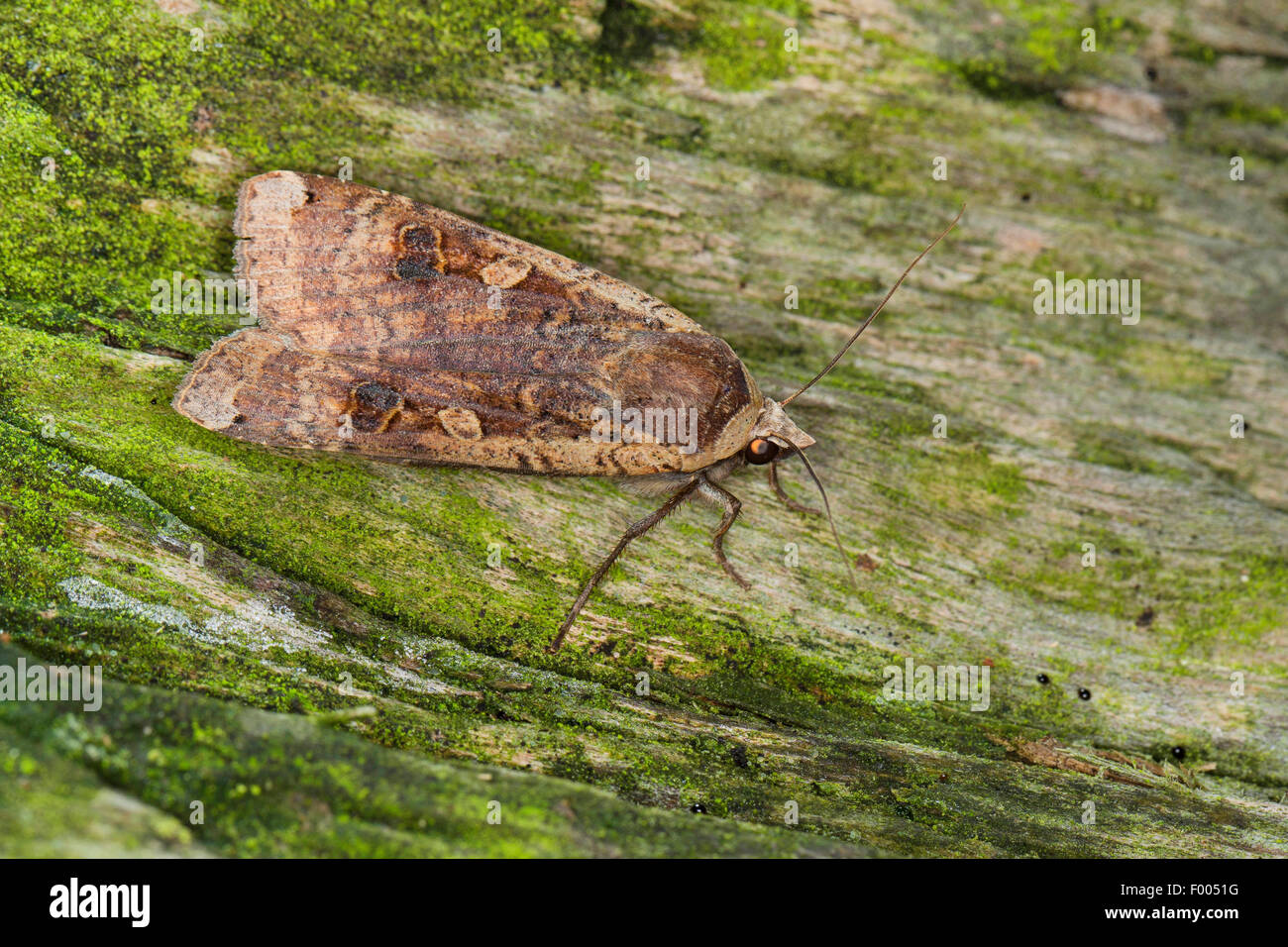 common yellow underwing moth, large yellow underwing moth, hibon ...