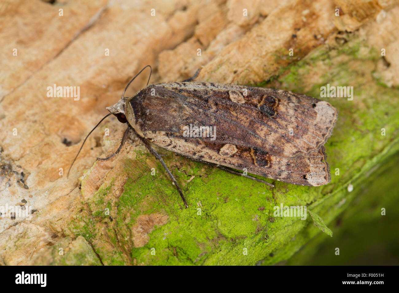 Large yellow moth hi-res stock photography and images - Alamy