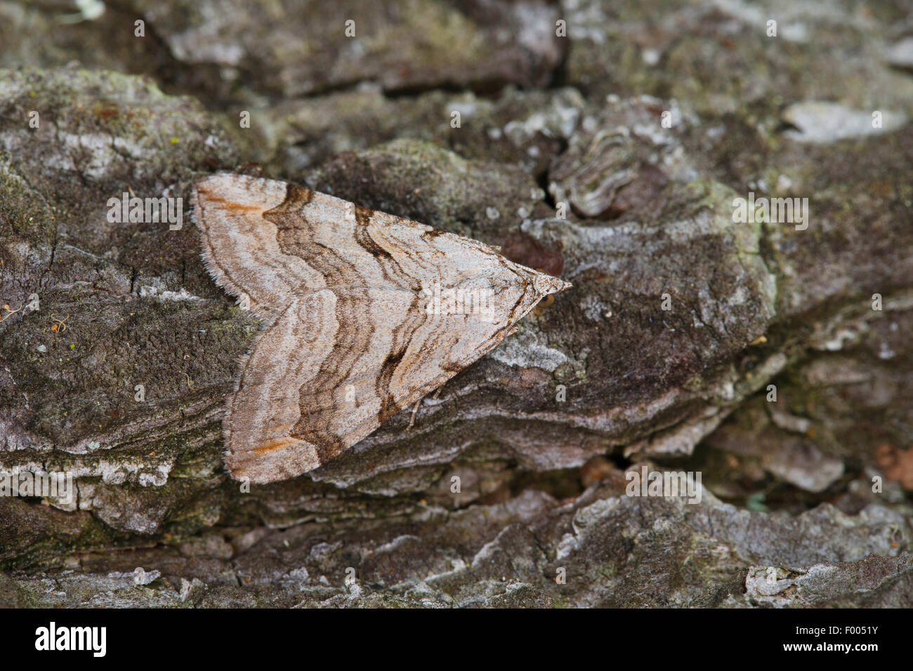 Treble-bar, St. John's Wort Inchworm (Aplocera spec., Anaitis spec ...