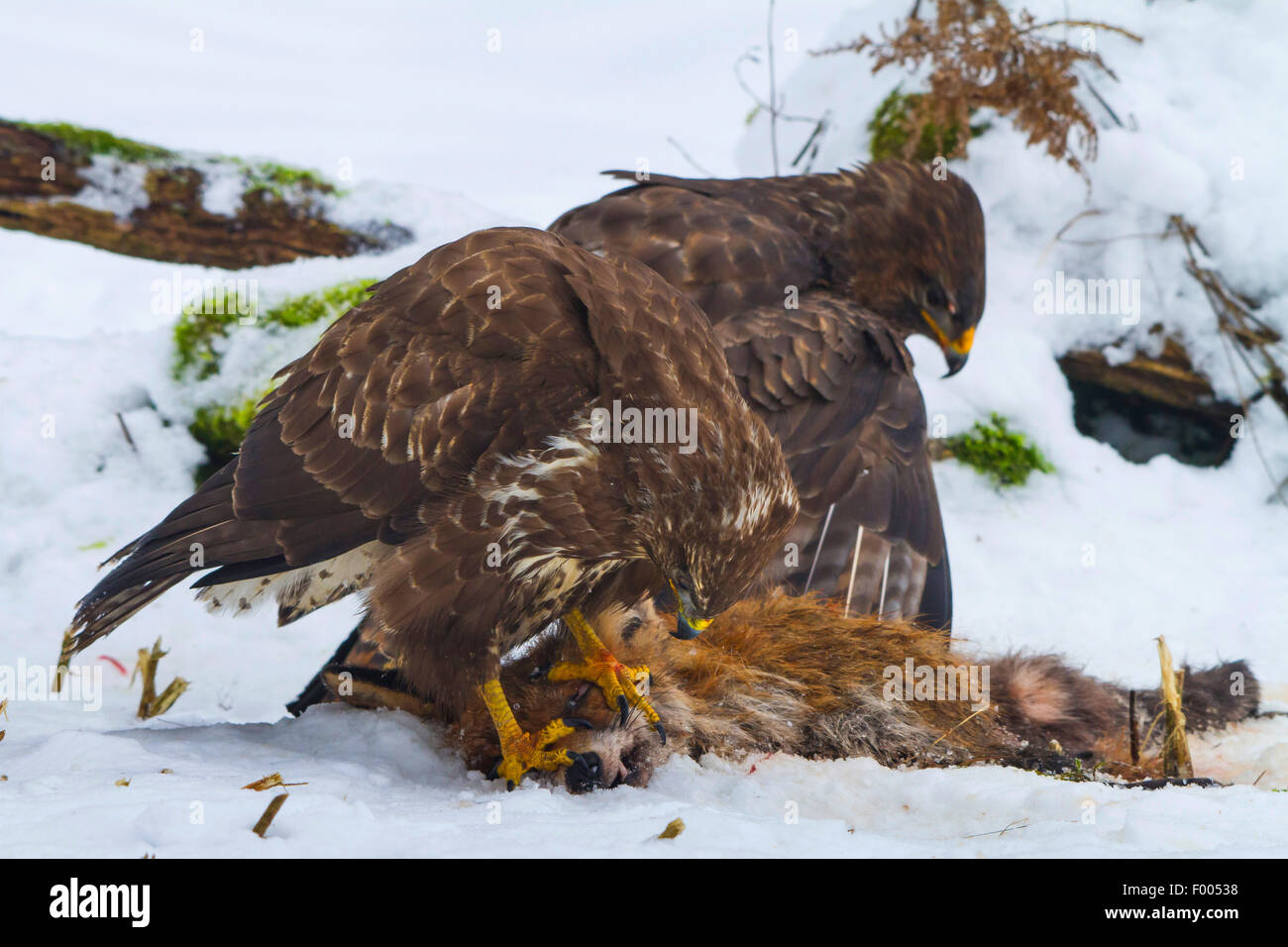 Two buzzards hi-res stock photography and images - Alamy