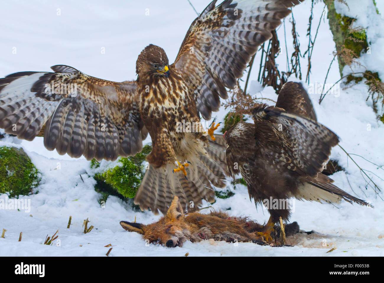 Two buzzards hi-res stock photography and images - Alamy