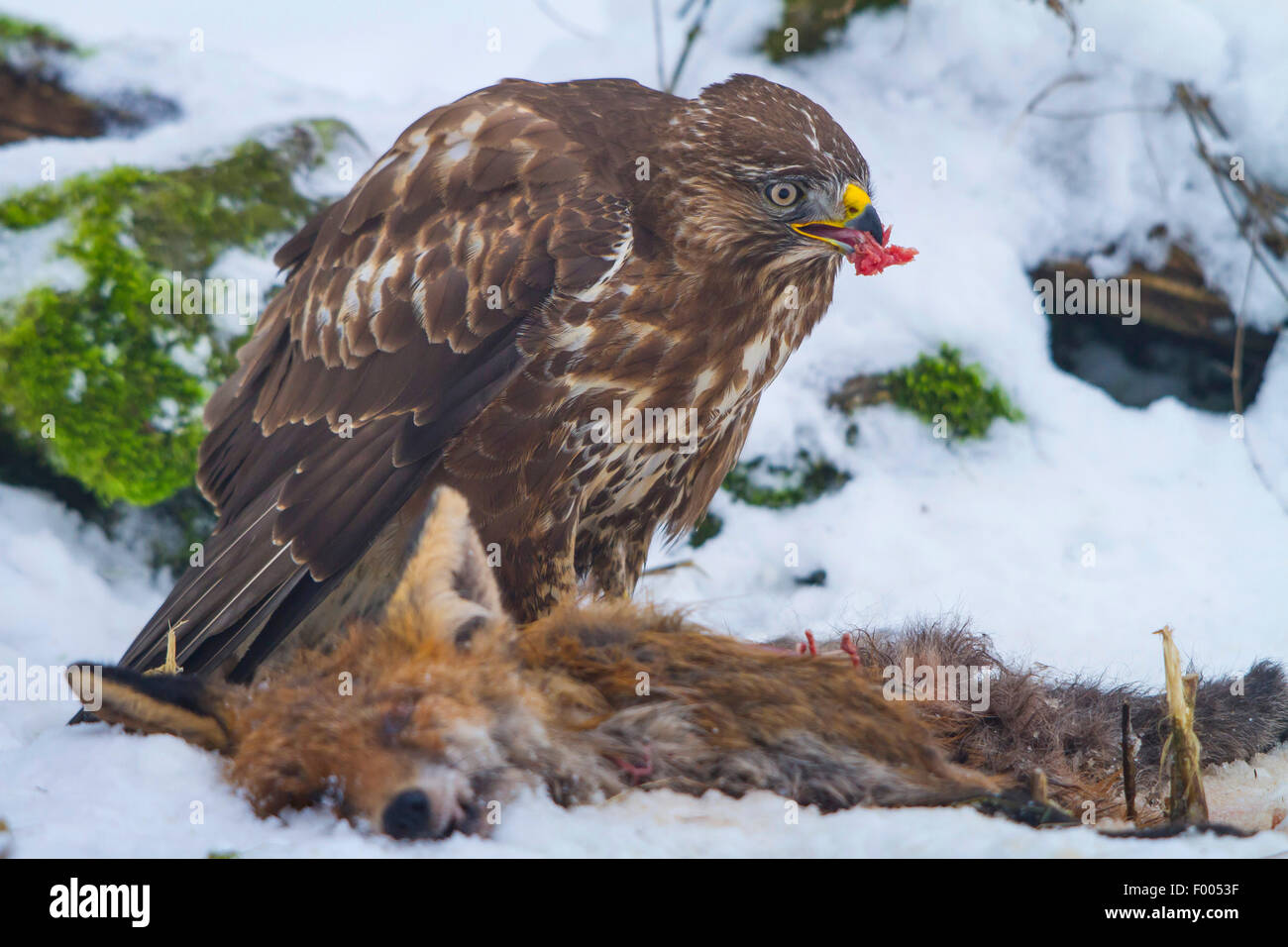 Eurasian buzzard (Buteo buteo), feeding a dead red fox , Switzerland ...