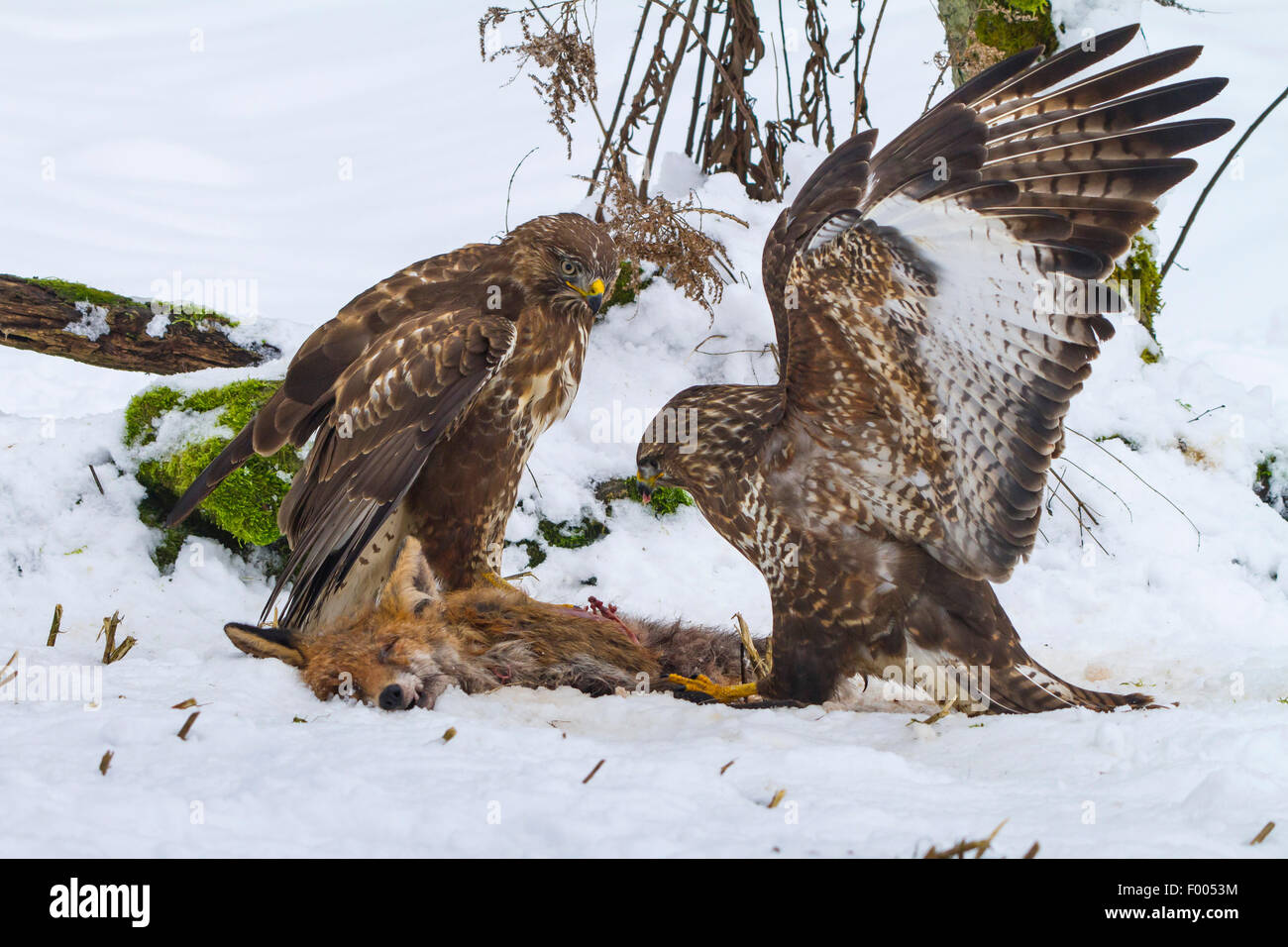Eurasian buzzards hi-res stock photography and images - Alamy