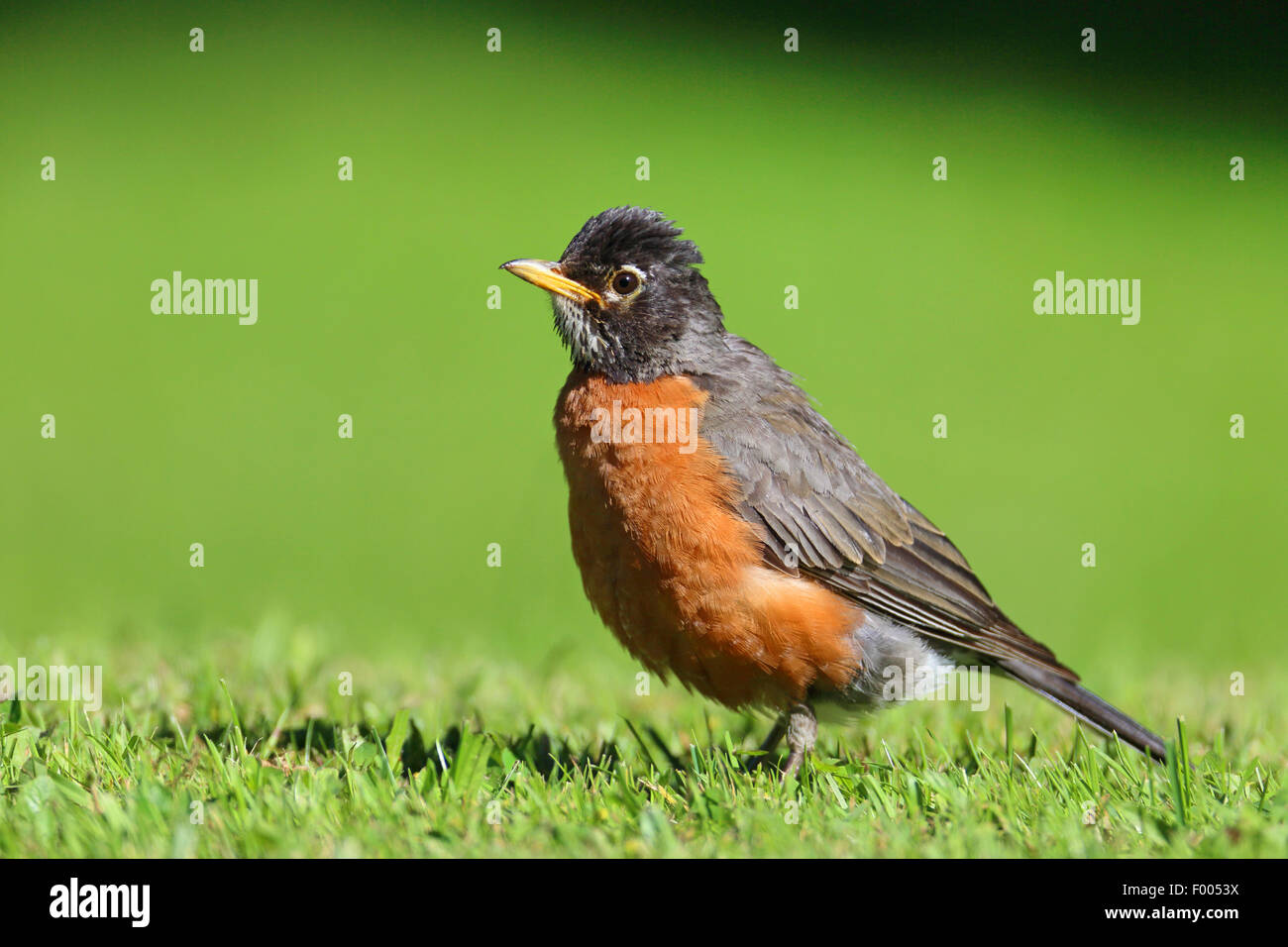 Canadian robin hi-res stock photography and images - Alamy