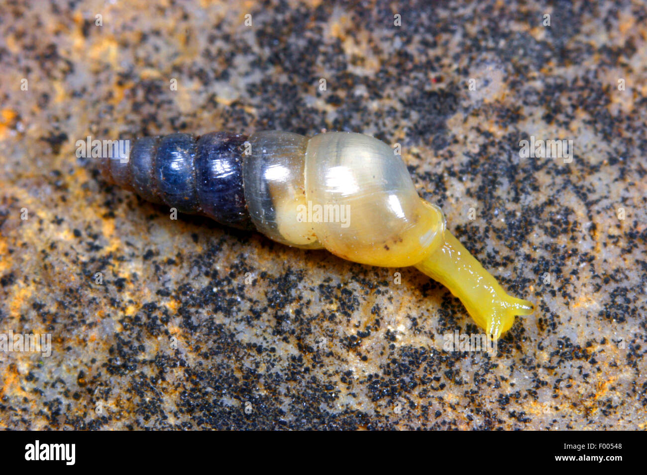 Spike awlsnail (Allopeas clavulinum, Lamellaxis clavulinus), Spike ...