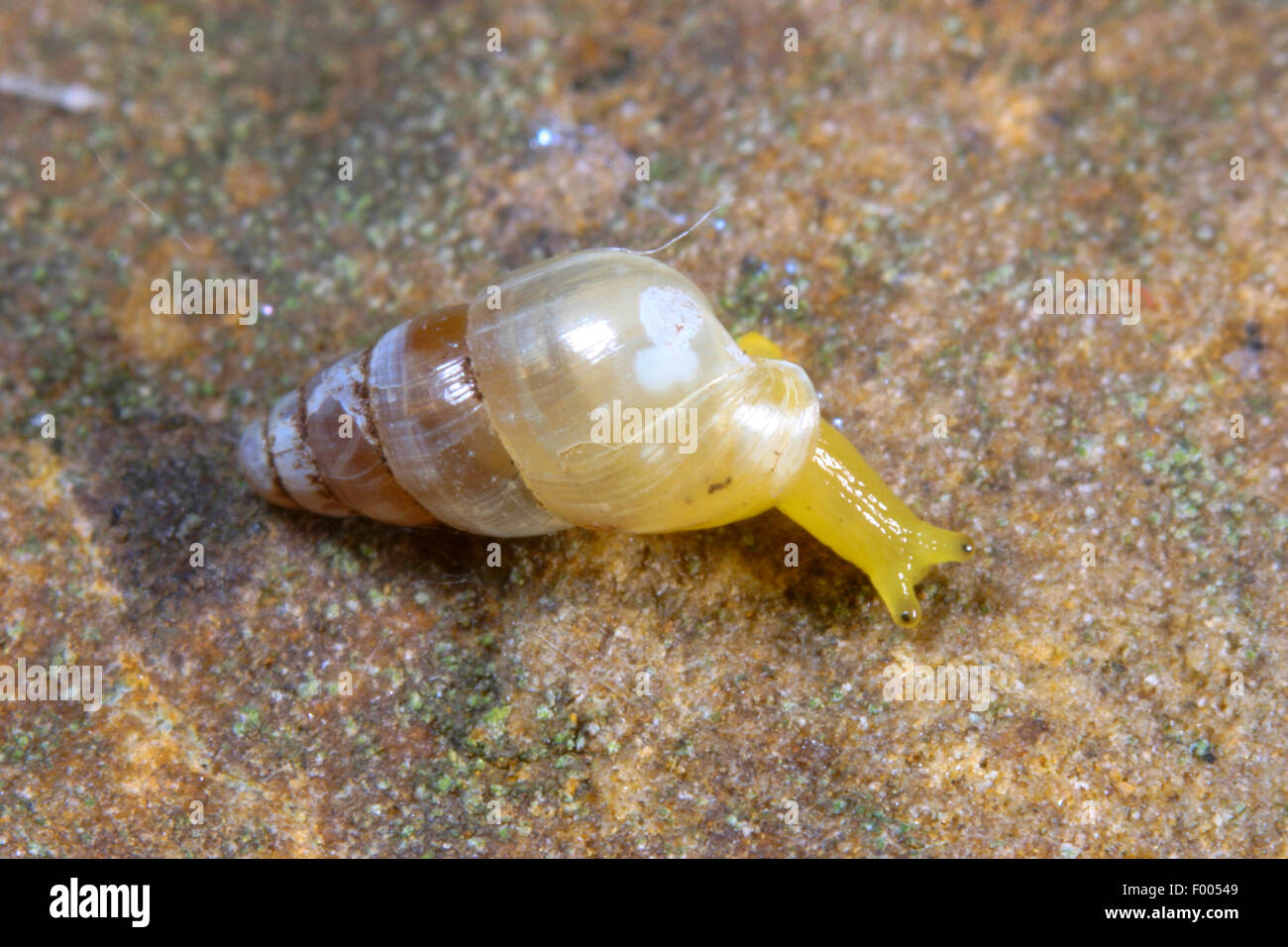 Opeas hannense hi-res stock photography and images - Alamy