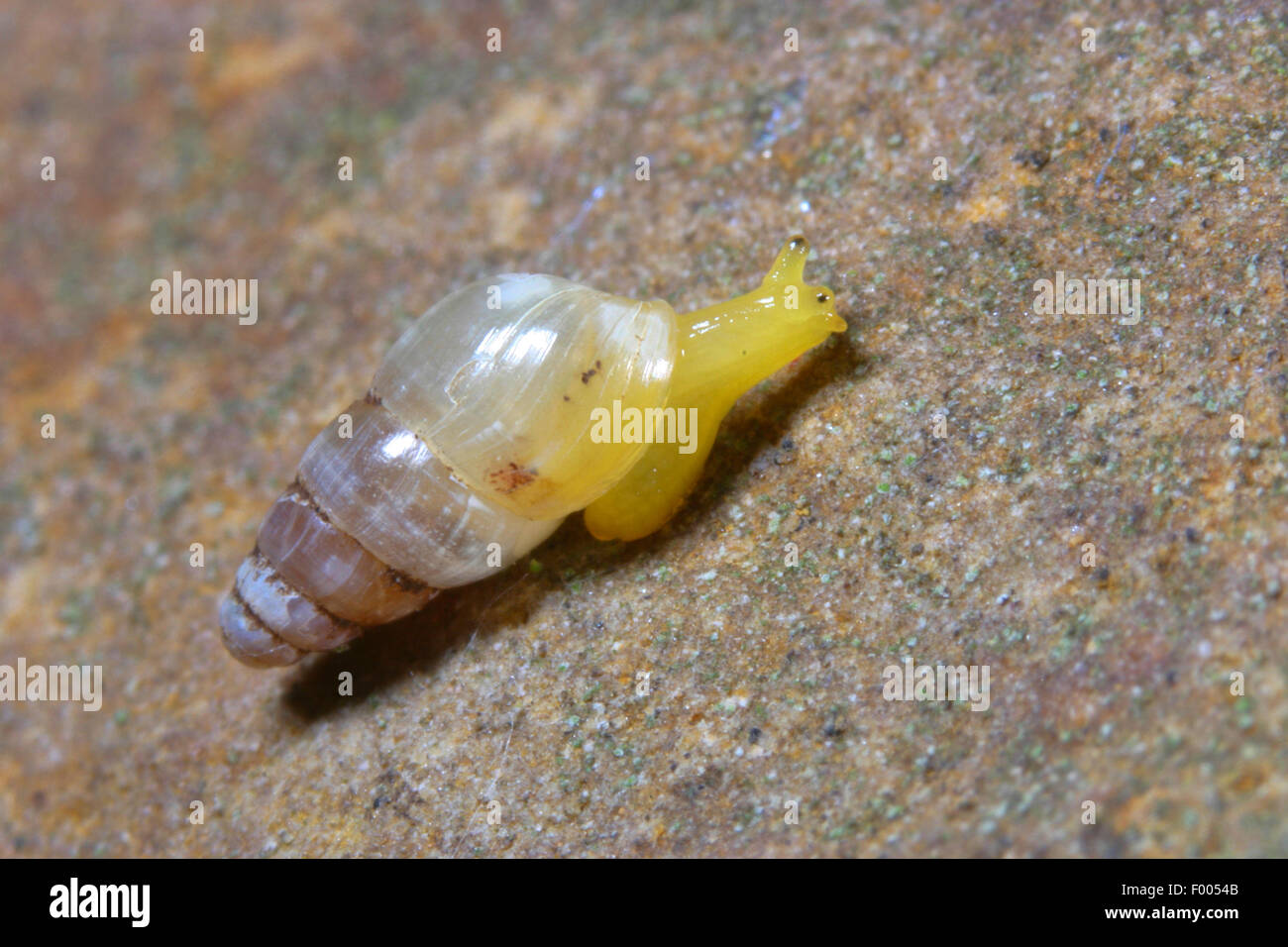 Dwarf awlsnail (Opeas pumilum, Opeas hannense), on a stone , Germany Stock Photo - Alamy