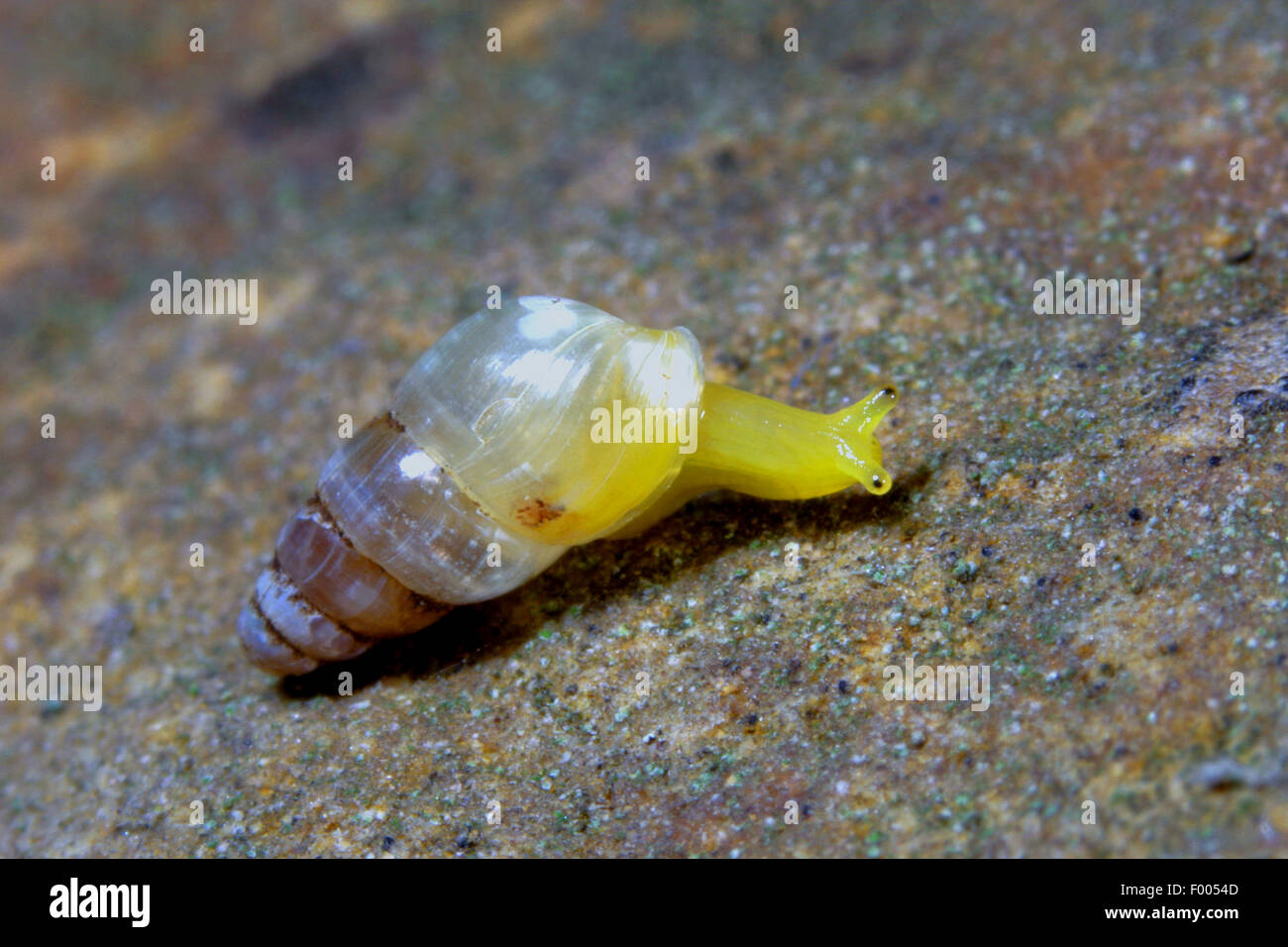 Opeas pumilum hi-res stock photography and images - Alamy