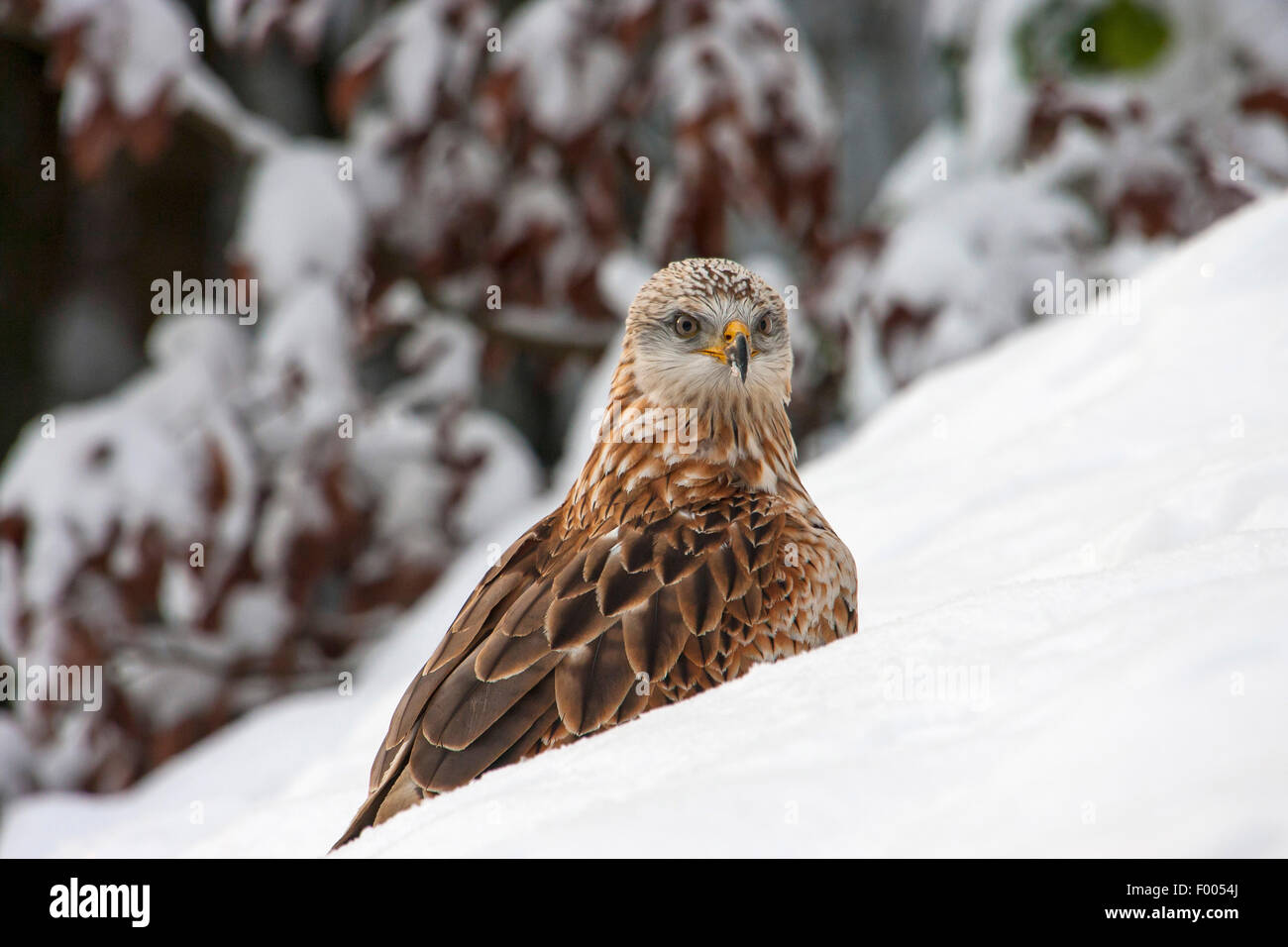 Red kite in snowy hi-res stock photography and images - Alamy