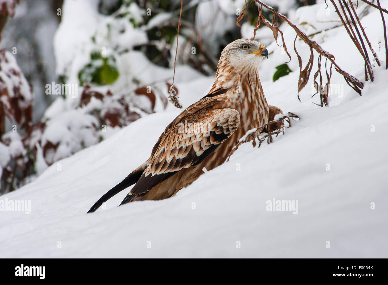 Red kite in snowy hi-res stock photography and images - Alamy