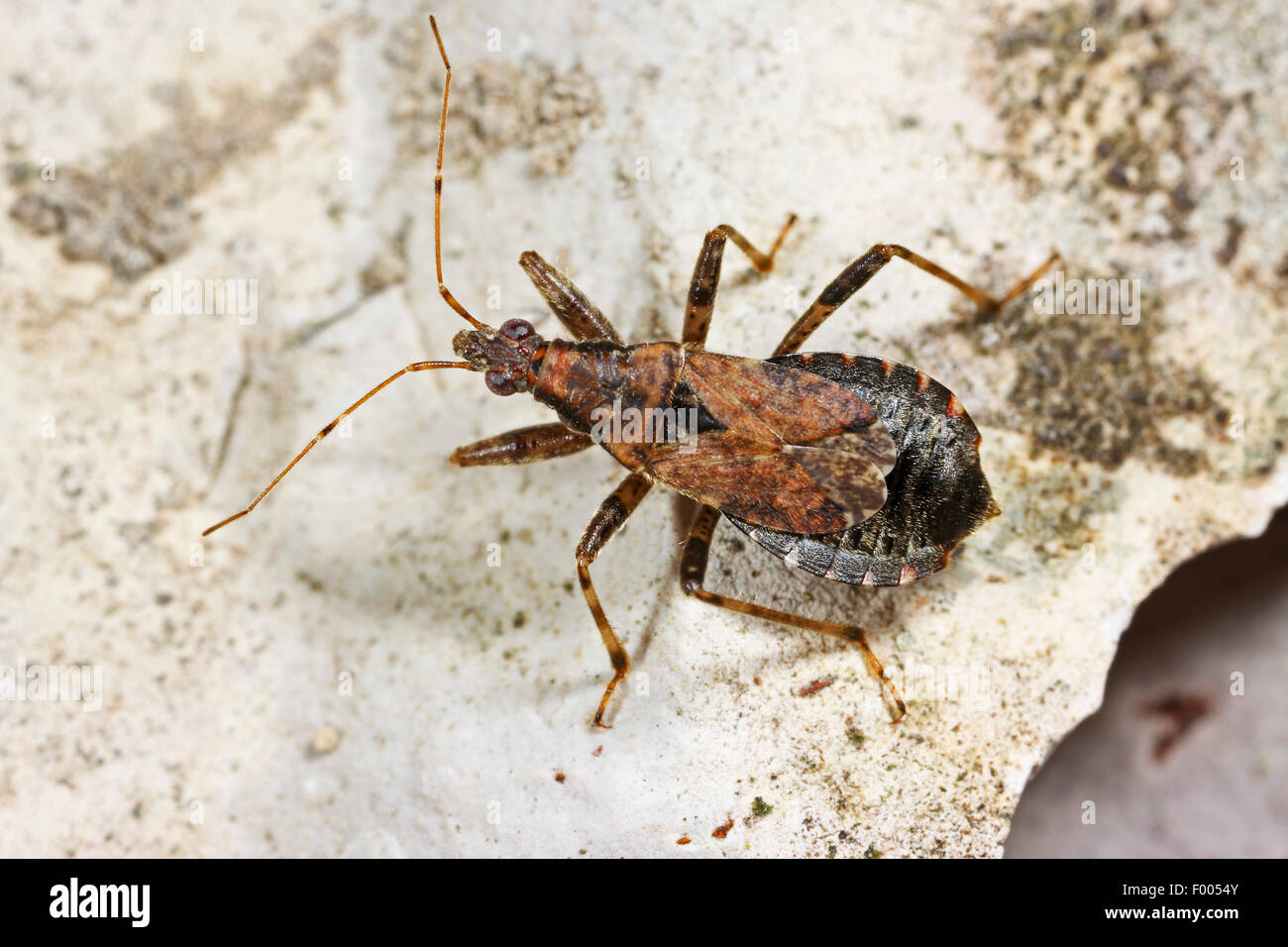 Ant Samsel bug (Himacerus mirmicoides, Aptus mirmicoides), on a stone ...