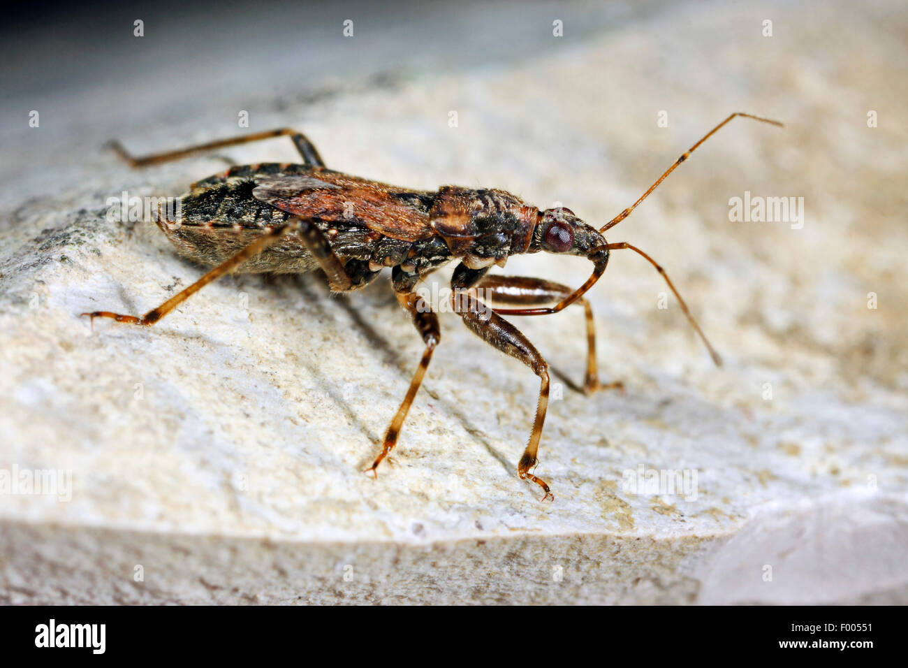 Ant Samsel bug (Himacerus mirmicoides, Aptus mirmicoides), on a stone ...