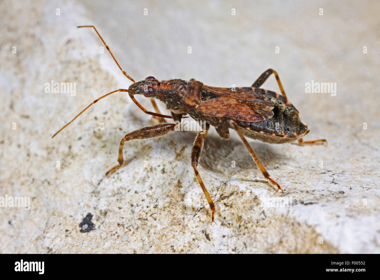 Ant Samsel bug (Himacerus mirmicoides, Aptus mirmicoides), on a stone ...