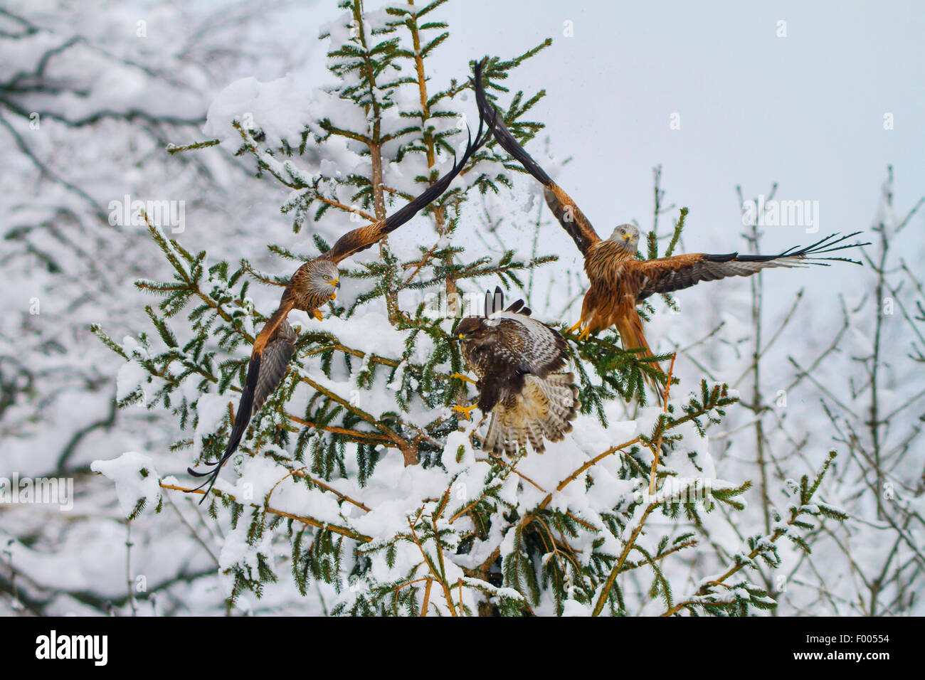 Buzzards kites hi-res stock photography and images - Alamy