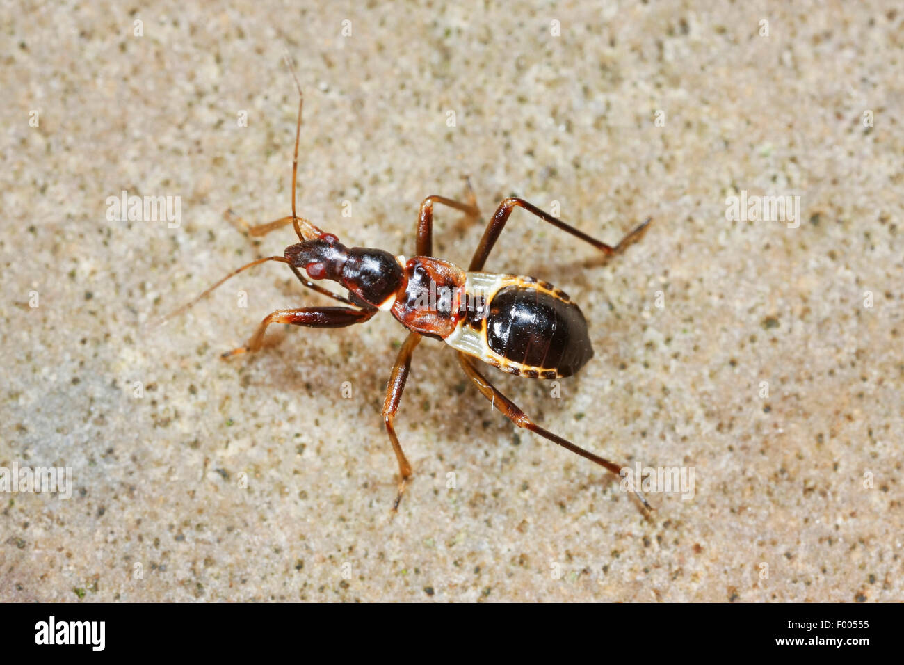 Ant Samsel bug (Himacerus mirmicoides, Aptus mirmicoides), nymph on a ...