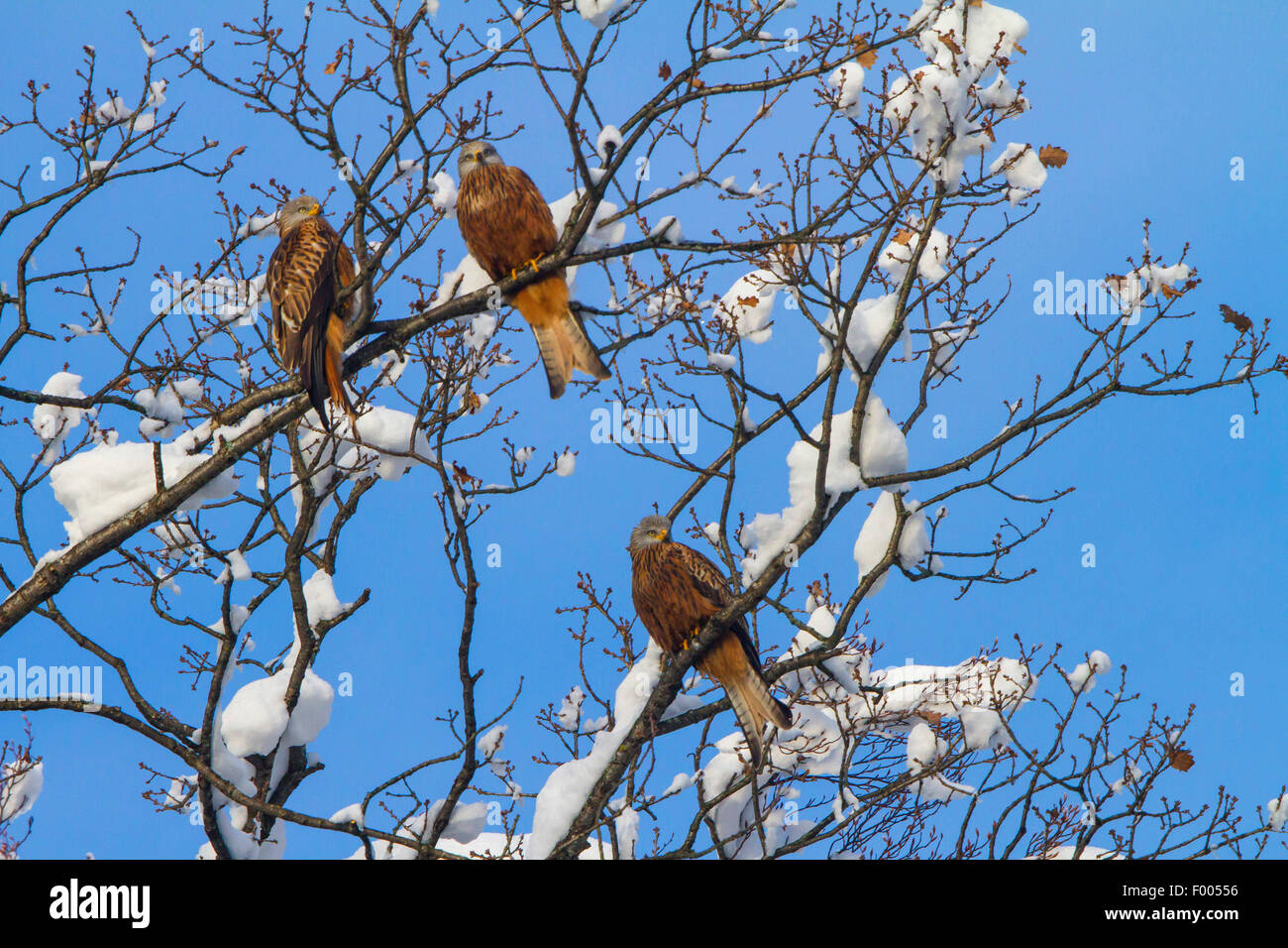 Three red kites hi-res stock photography and images - Alamy
