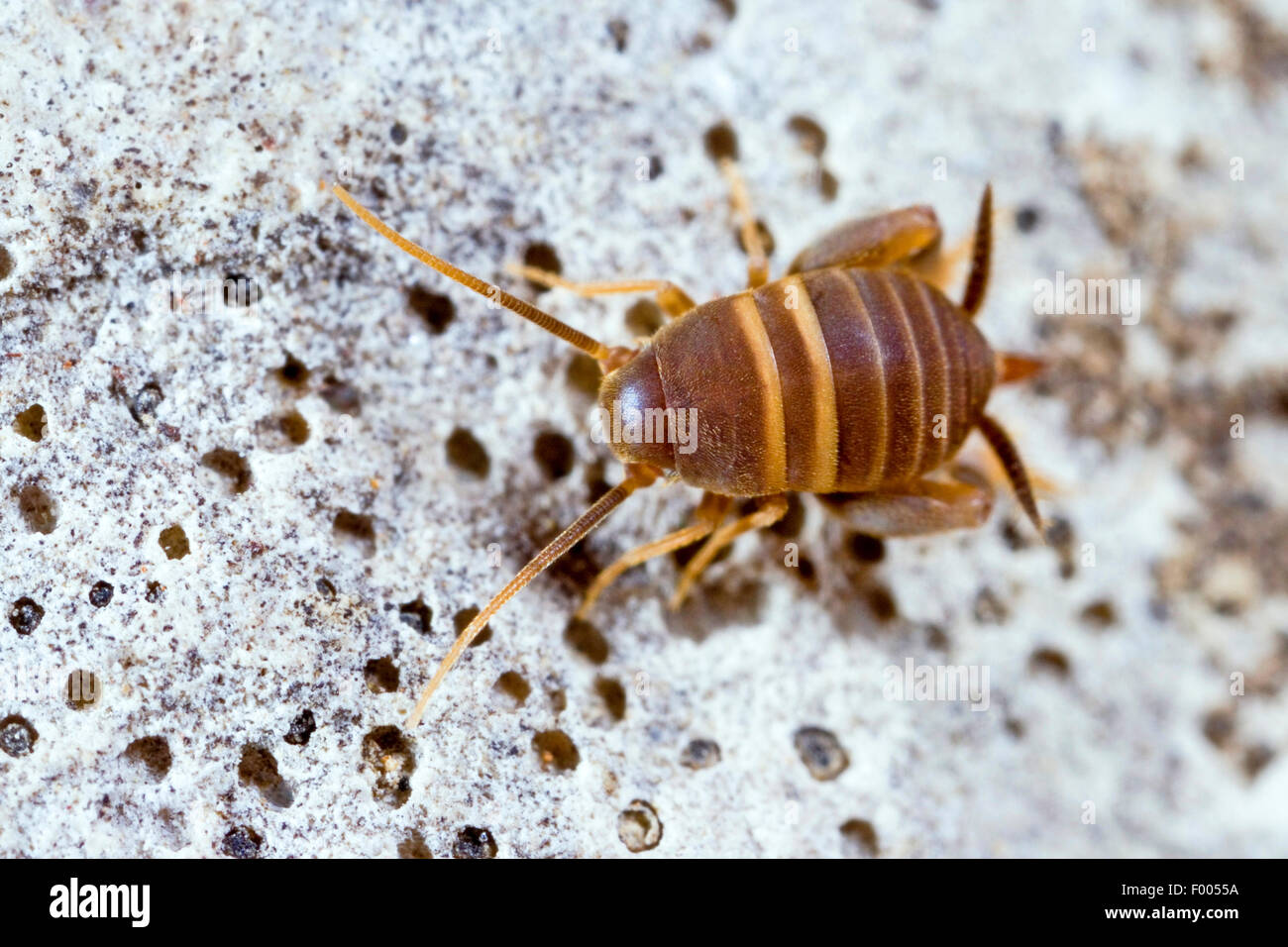 Ant-loving cricket, Ant cricket, Myrmecophilous cricket, Ant's-nest ...
