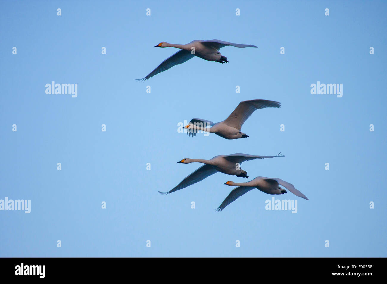 Four whooper swans in flight hi-res stock photography and images - Alamy