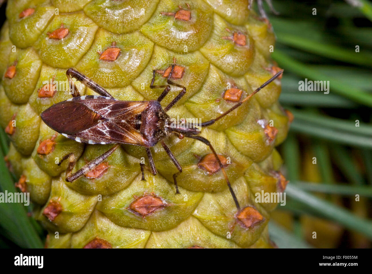 Western conifer seed bug (Leptoglossus occidentalis), on a cone ...