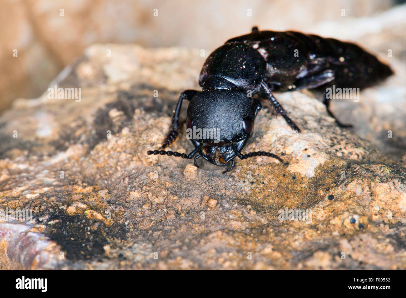 Rove beetle, Devil's coach-horse beetle, Cocktail beetle (Ocypus spec ...