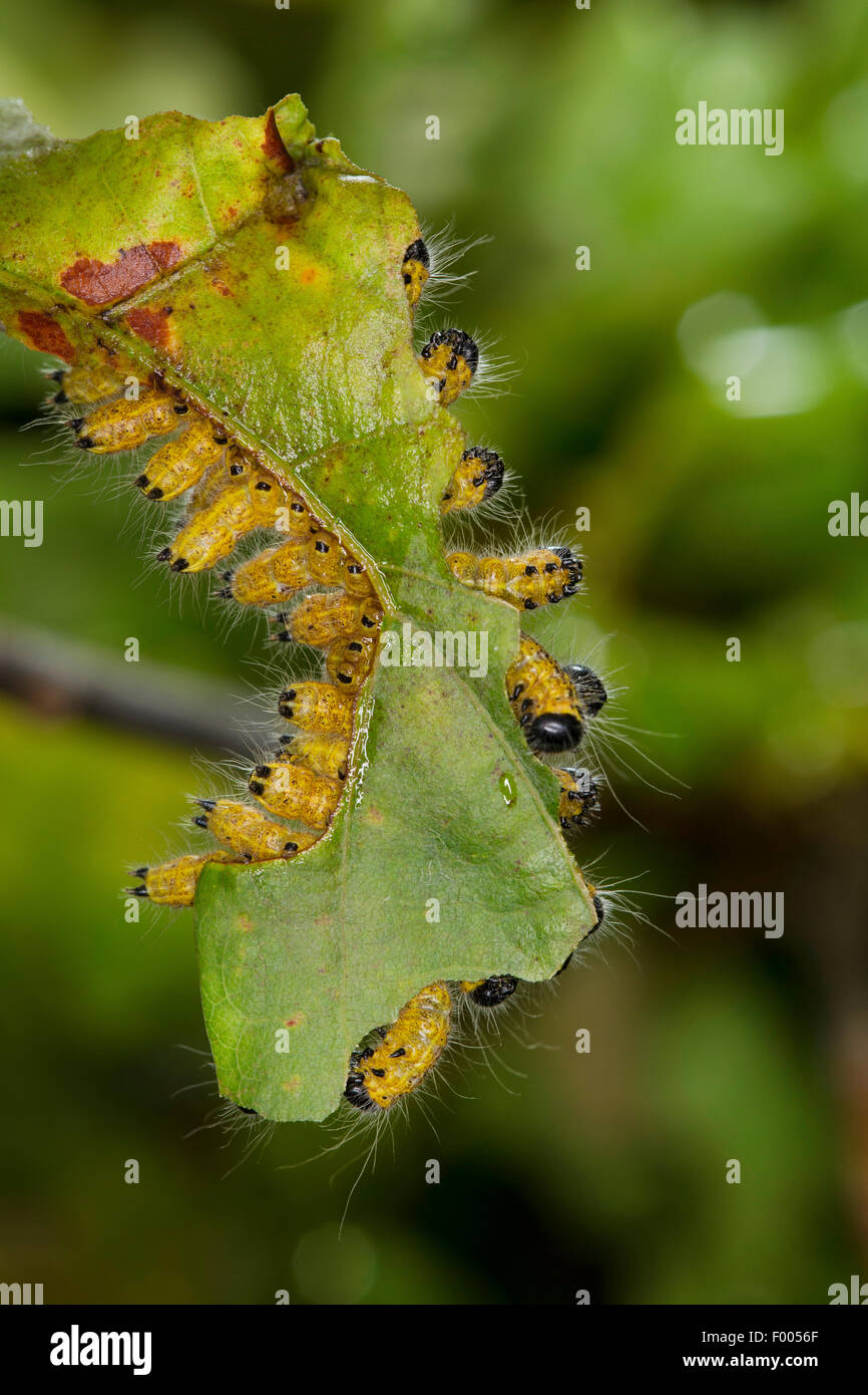 Buff tip moth larvae hi-res stock photography and images - Alamy