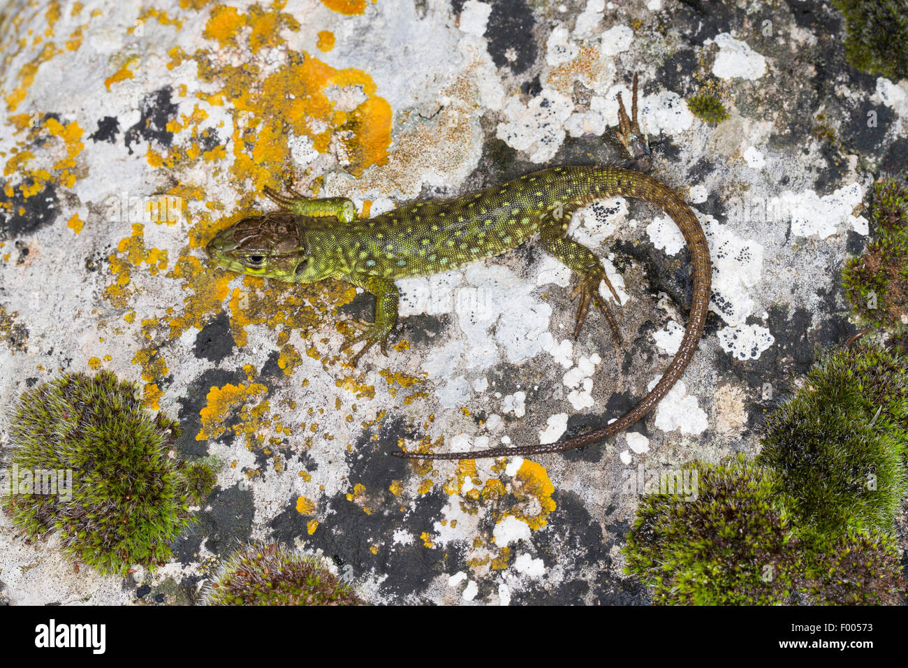 Ocellated lizard, Ocellated green lizard, Eyed lizard, Jewelled lizard ...